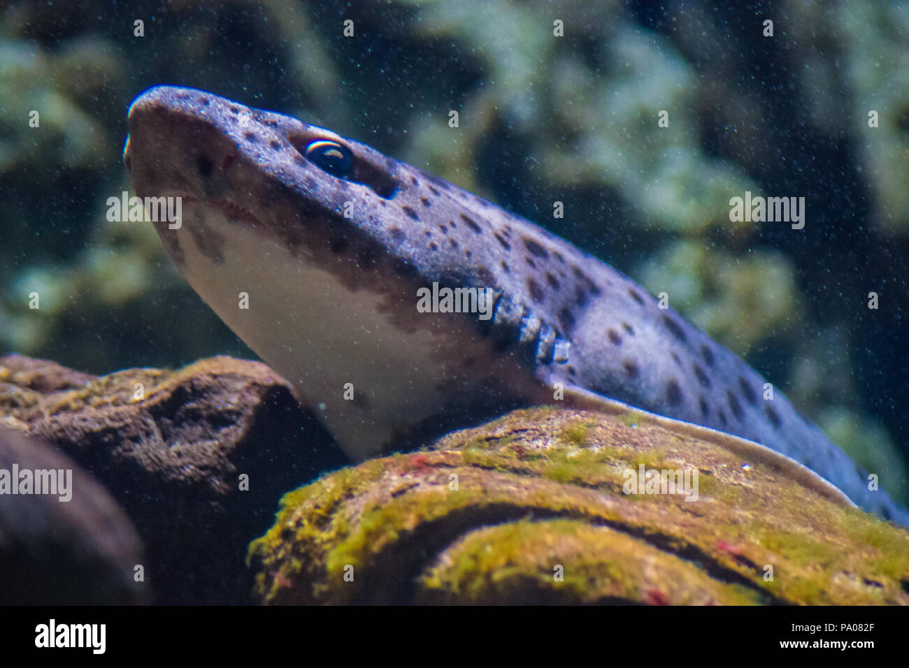nurse shark in aquarium Stock Photo - Alamy