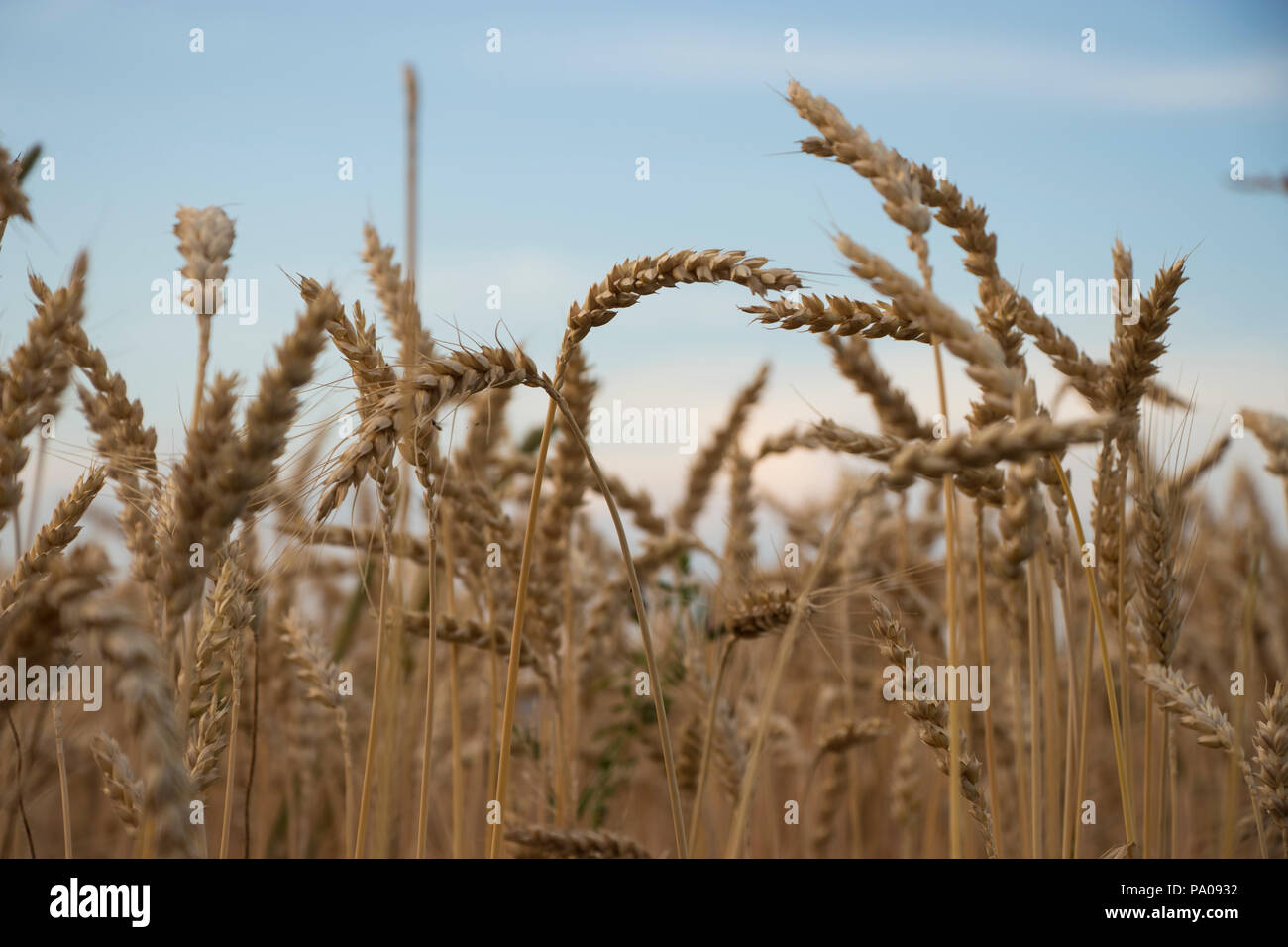 Stalks in front of sunset hi-res stock photography and images - Alamy