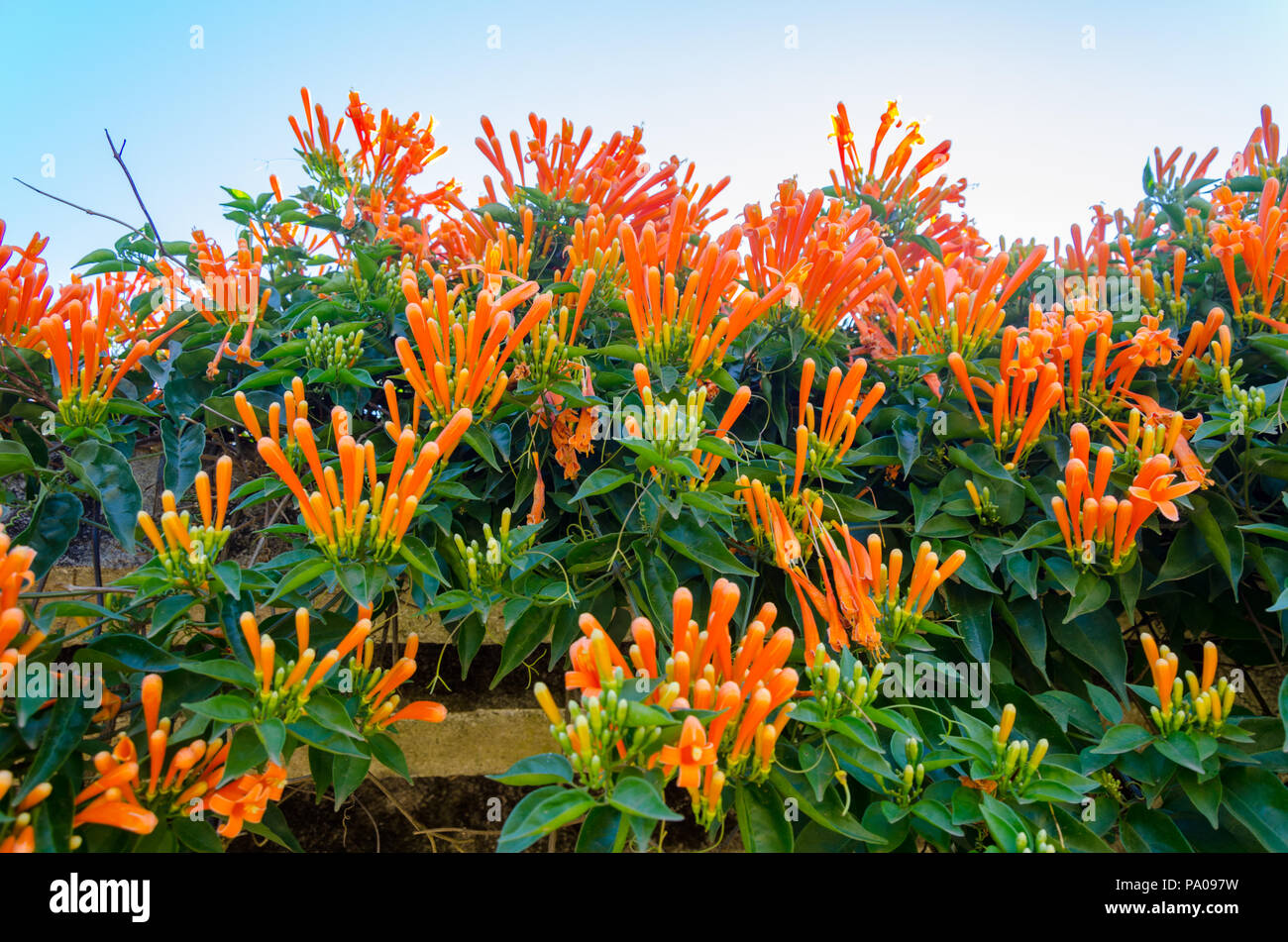 Pyrostegia venusta, also commonly known as flamevine or orange ...