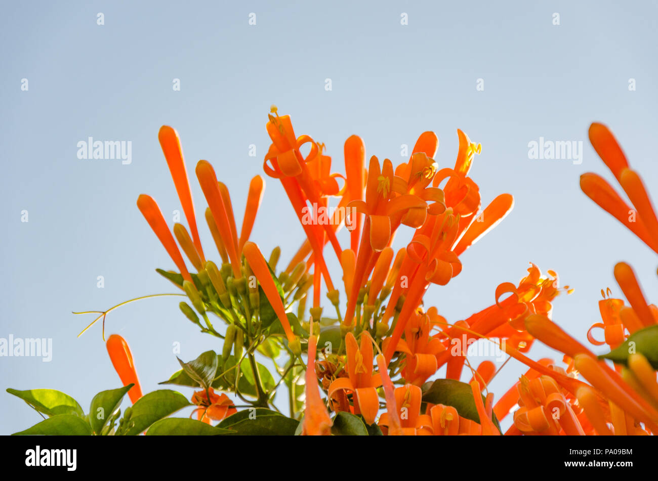 Pyrostegia venusta, also commonly known as flamevine or orange ...