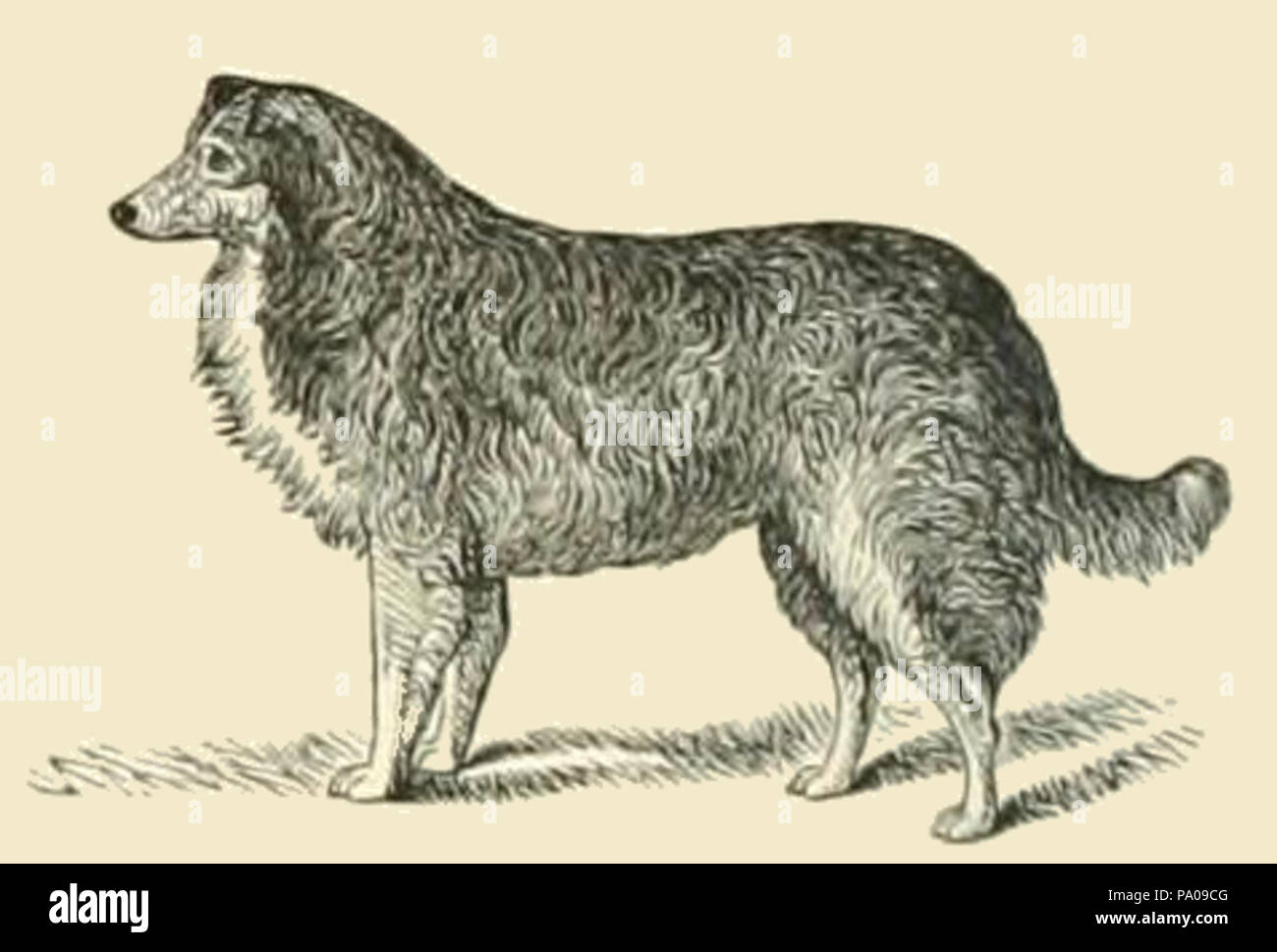 621 English Sheep Dog Drawing Stock Photo - Alamy