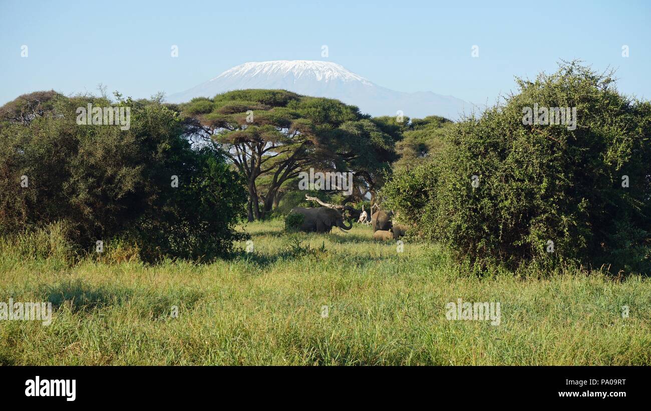 landscape in kenyan national park with mount kilimanjaro Stock Photo ...