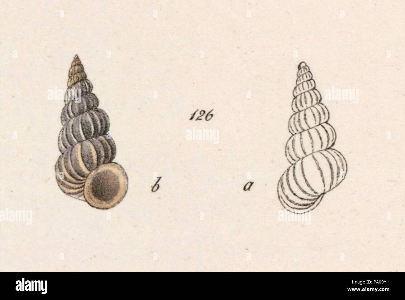 Epitonium hi-res stock photography and images - Alamy