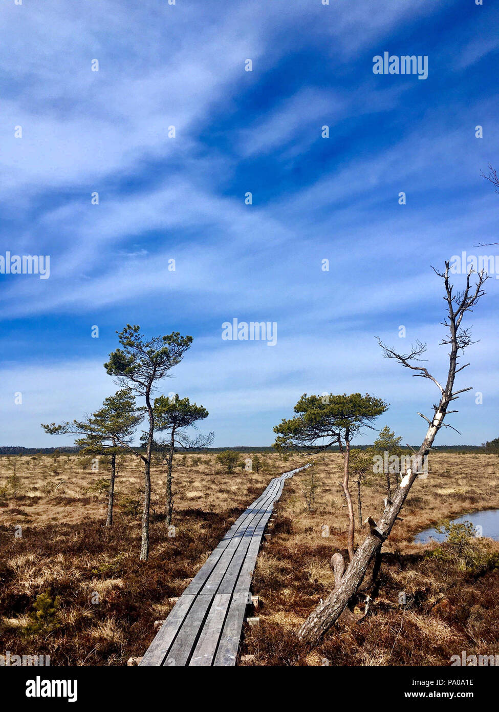 Swamp hiking track on a natural wooden path. Concept of Active ...