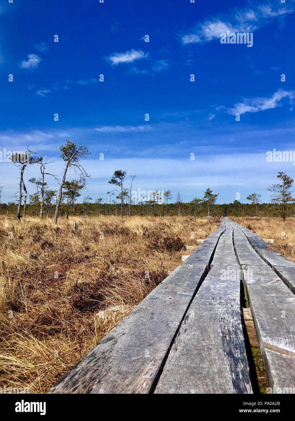 Swamp hiking track on a natural wooden path. Concept of Active ...