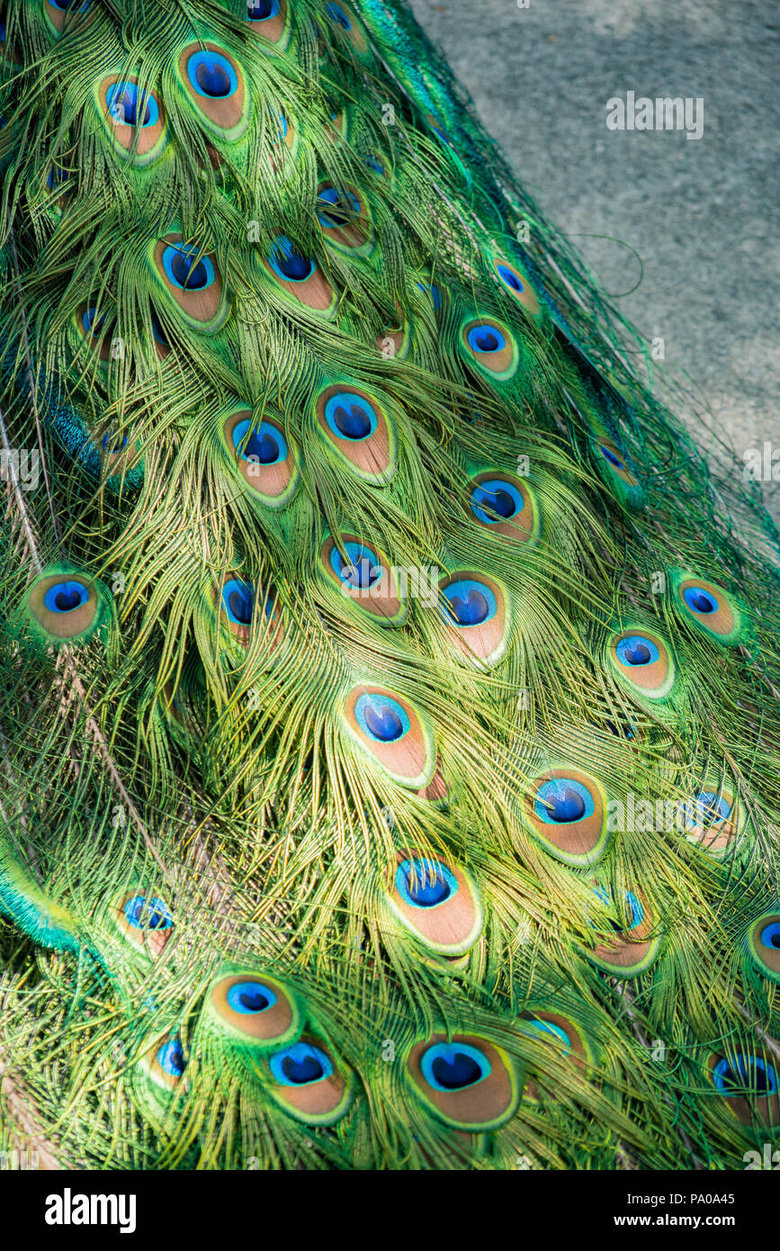 American peacocks hi-res stock photography and images - Alamy