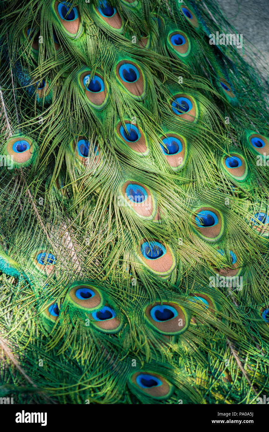 American peacocks hi-res stock photography and images - Alamy