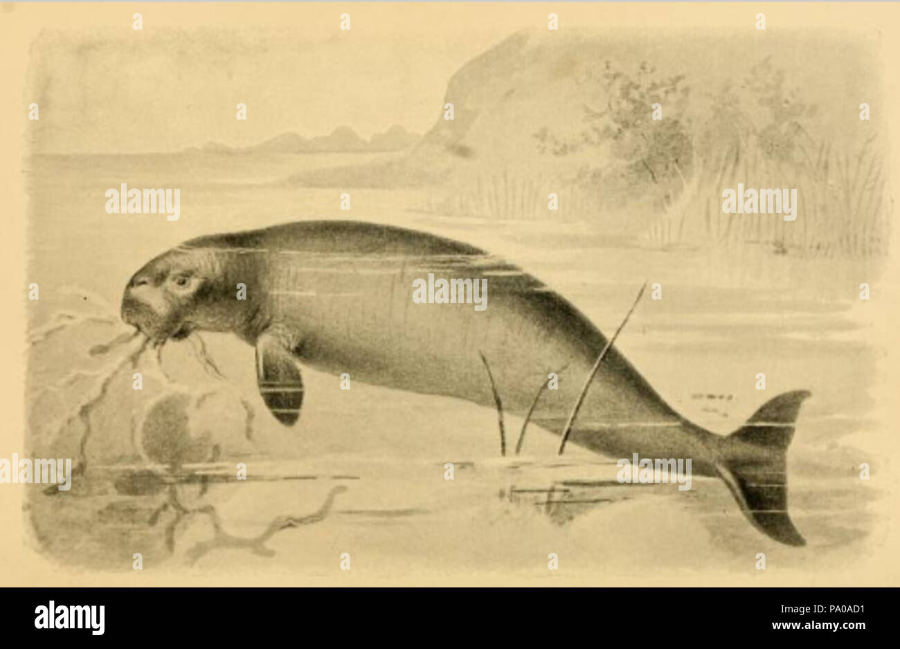 Extinct sea cow hi-res stock photography and images - Alamy