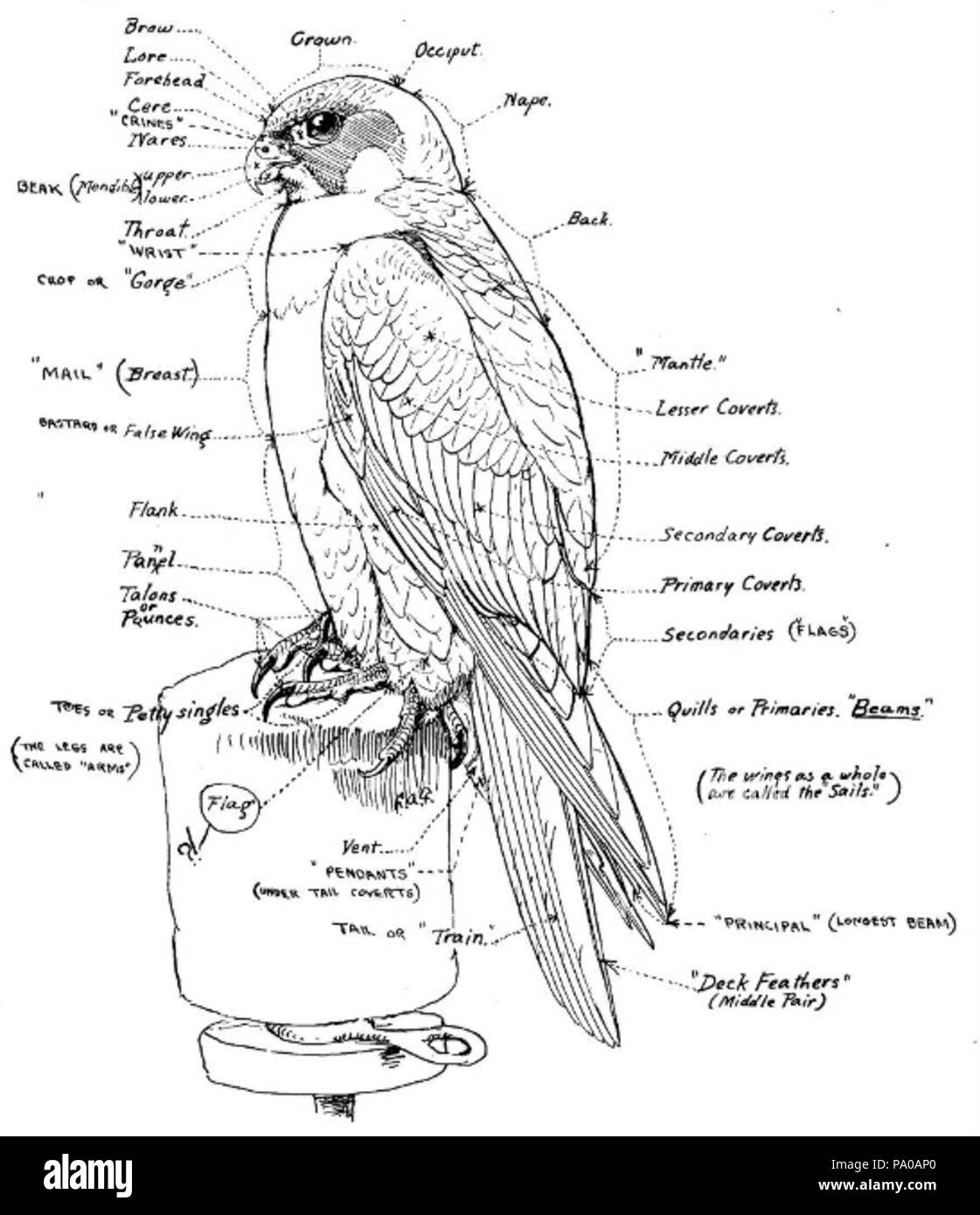 Peregrine Falcon Body Structure