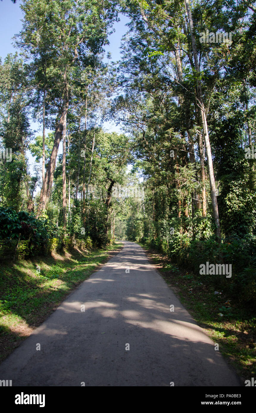 Beautiful road through plantation leading to Chiklihole Reservoir in ...