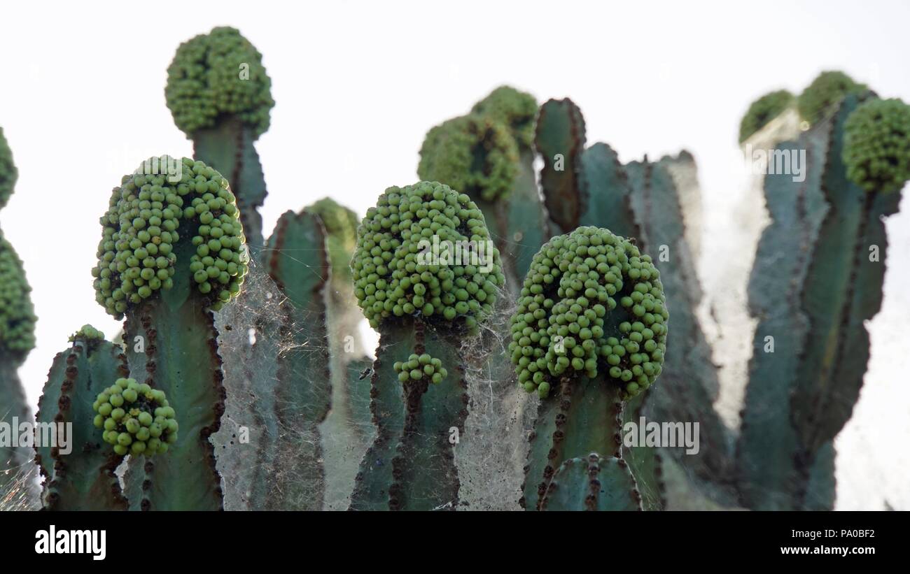 very big cactus in a national park in kenya Stock Photo - Alamy