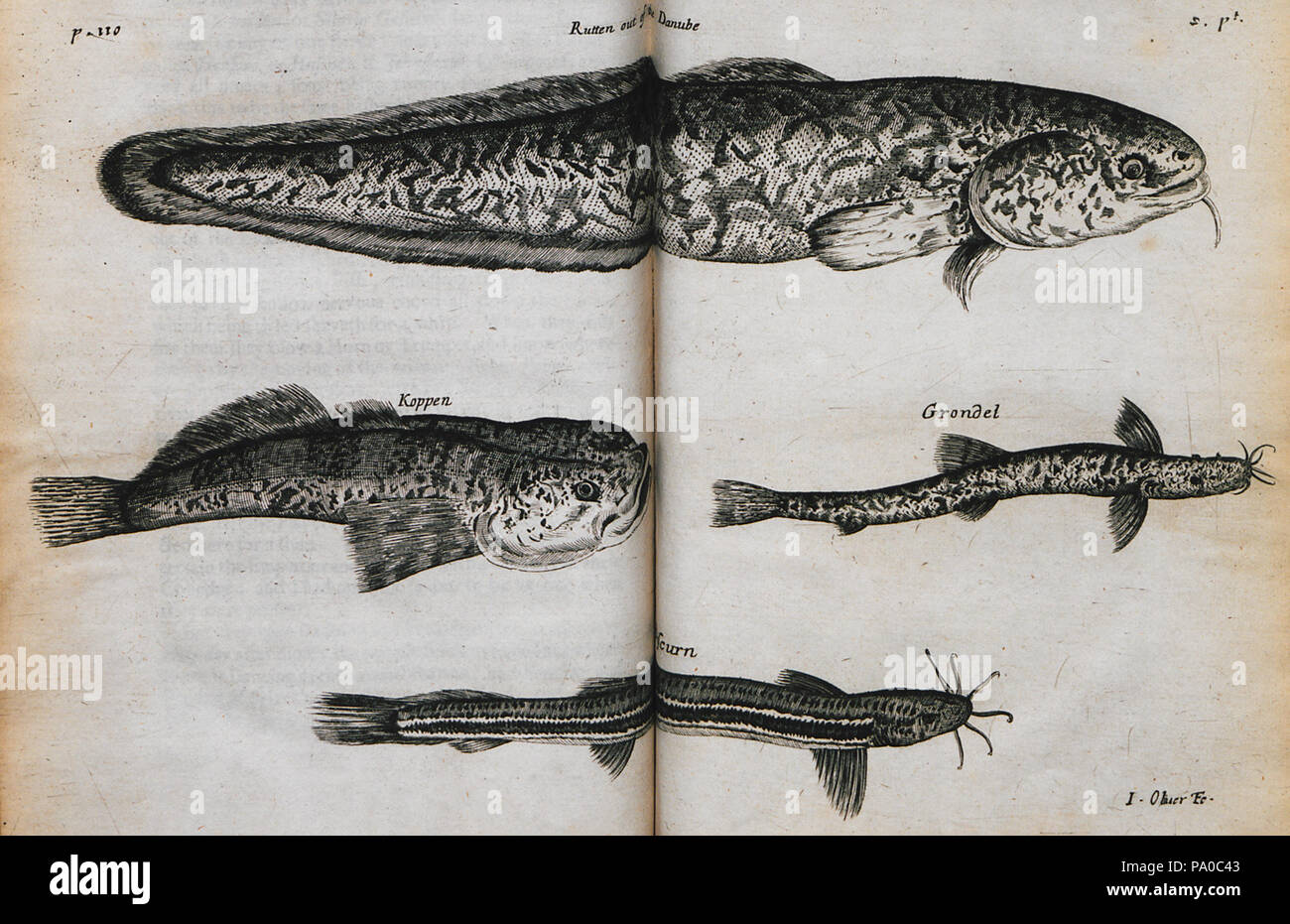653 Fish of Danube river - Brown Edward - 1673 Stock Photo - Alamy