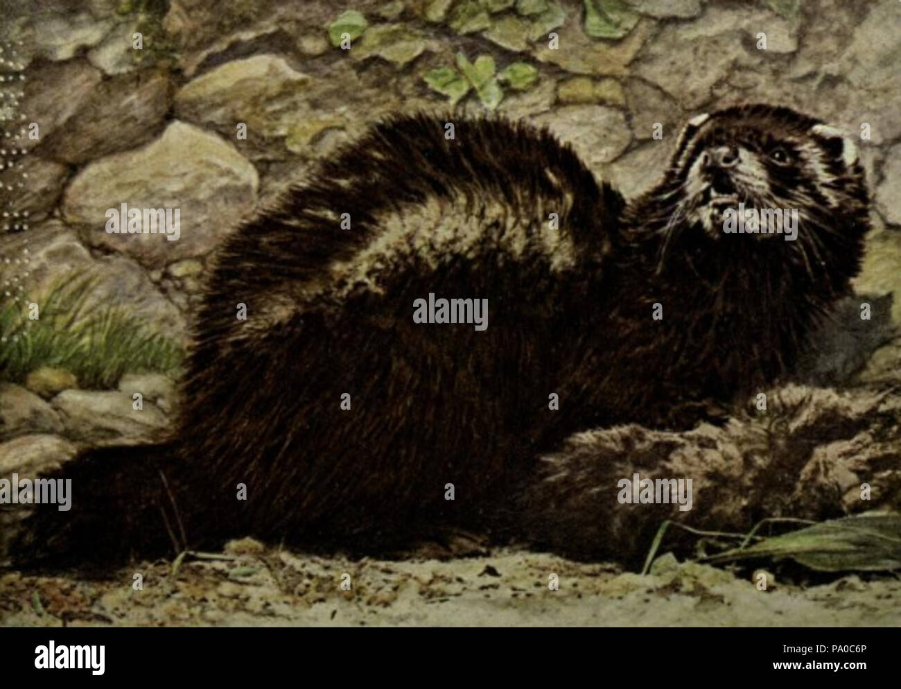 Fitchew hi-res stock photography and images - Alamy