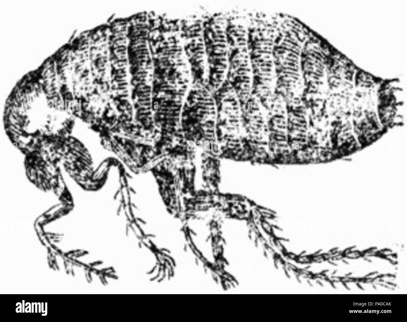 Flea life cycle hi-res stock photography and images - Alamy