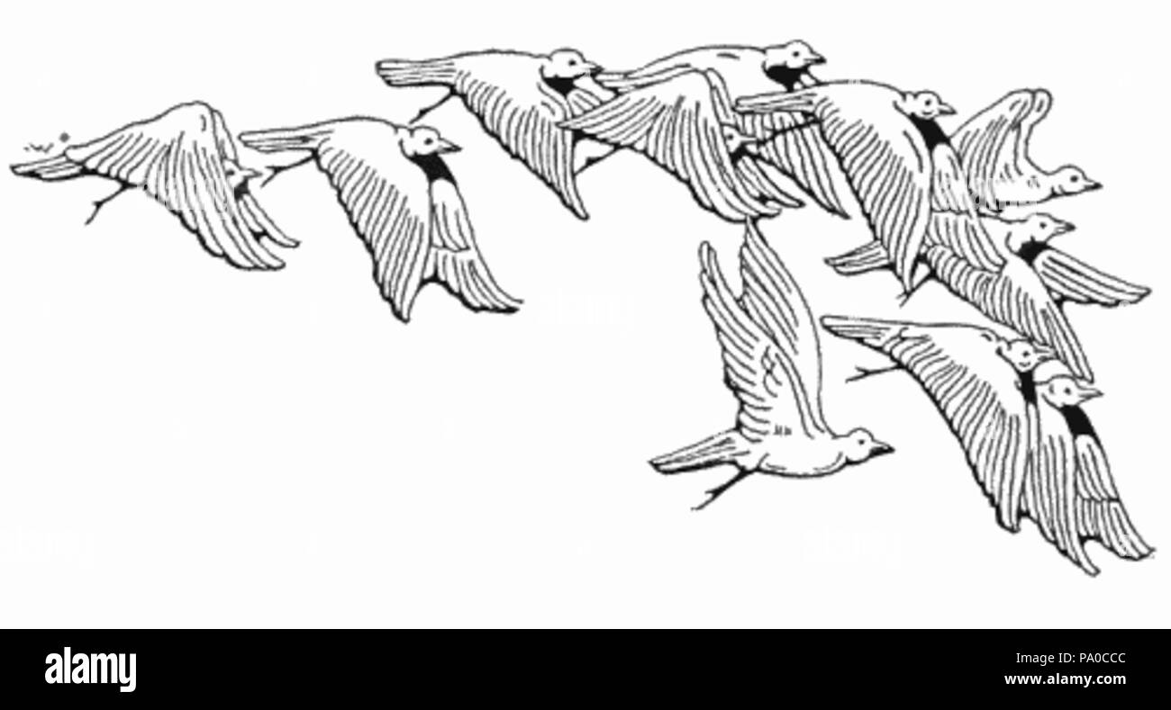 Birds not flying Cut Out Stock Images & Pictures - Alamy