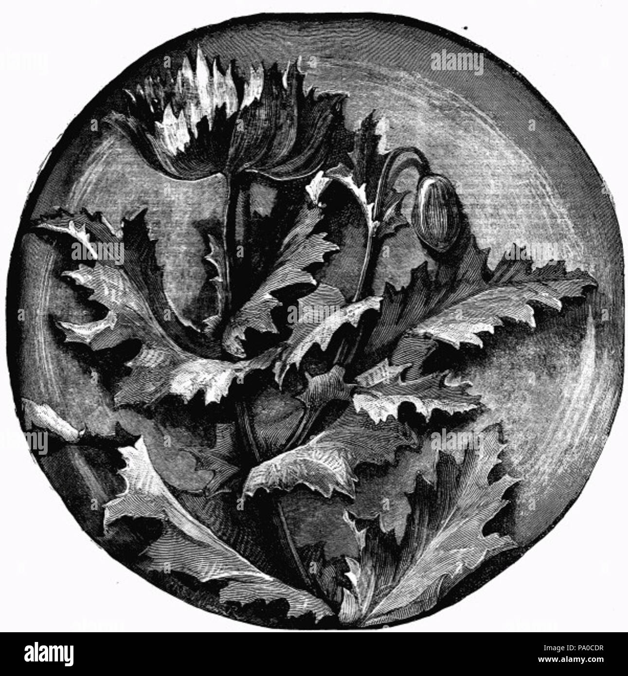 Floral design plate hi-res stock photography and images - Alamy