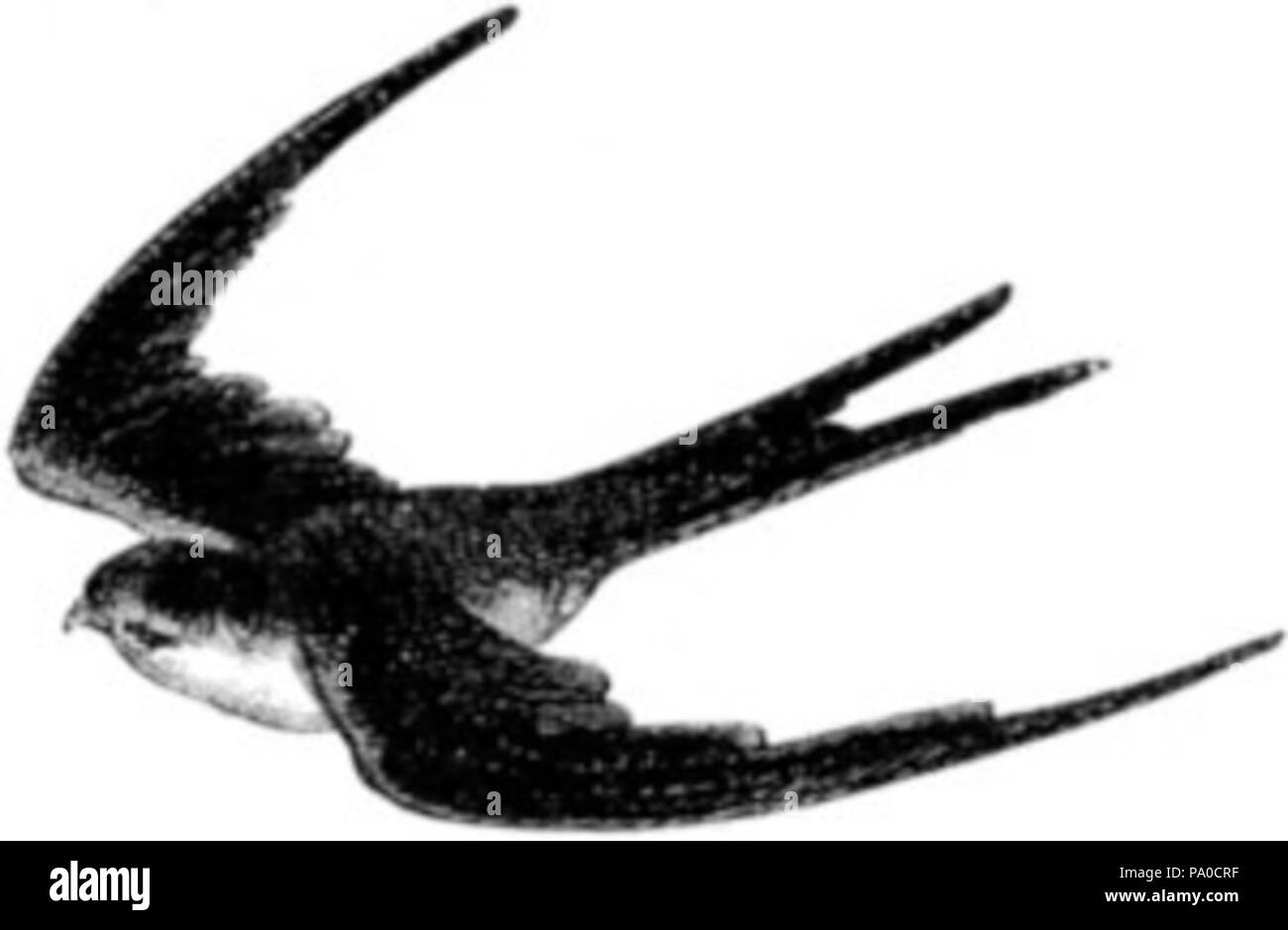 Bird airborne Black and White Stock Photos & Images - Alamy