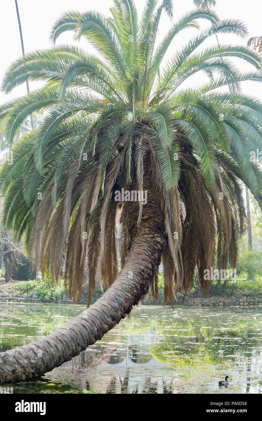 Arcadia california palm hi-res stock photography and images - Alamy