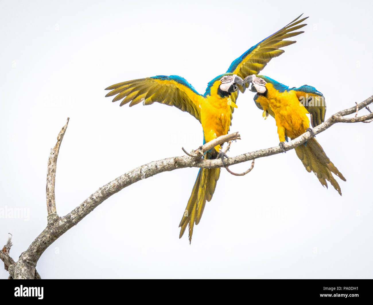 Macaws pair hi-res stock photography and images - Alamy