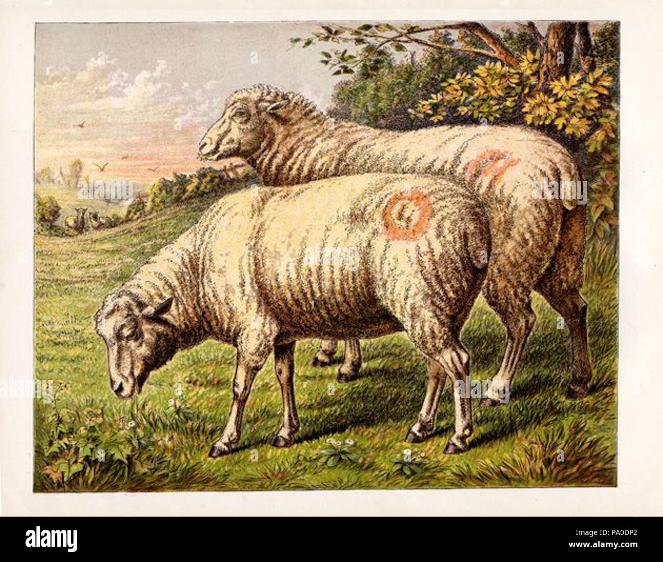 Sheep drawing hi-res stock photography and images - Alamy