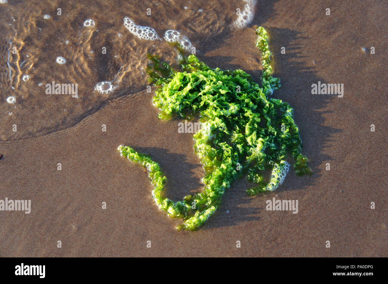 Brilliant green seaweed on a sandy beach on Prince Edward Island,Canada ...