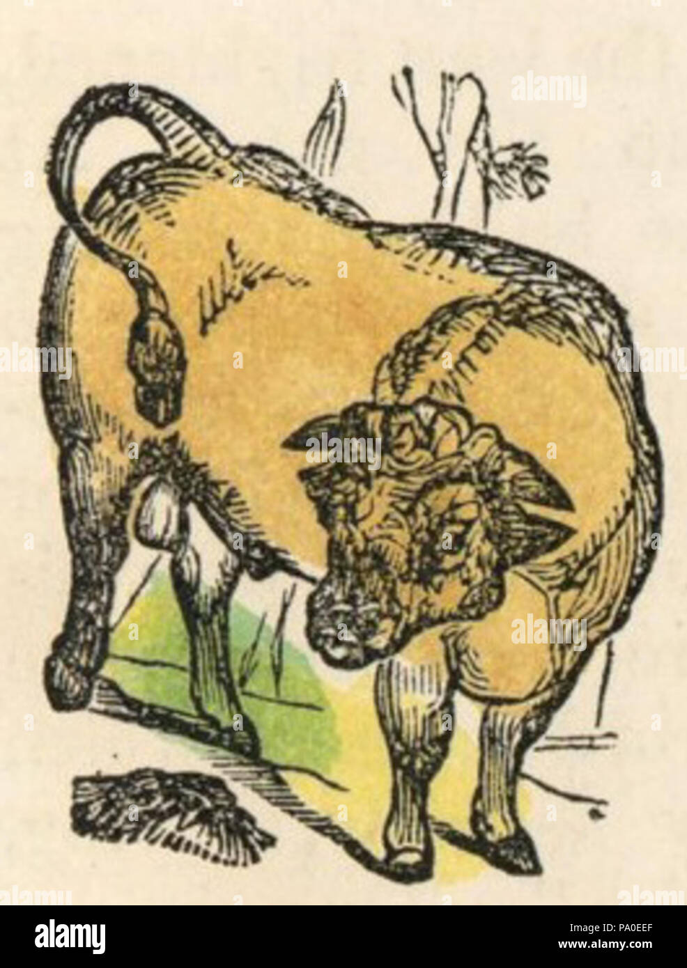 676 Friendly Bull Drawing Stock Photo - Alamy