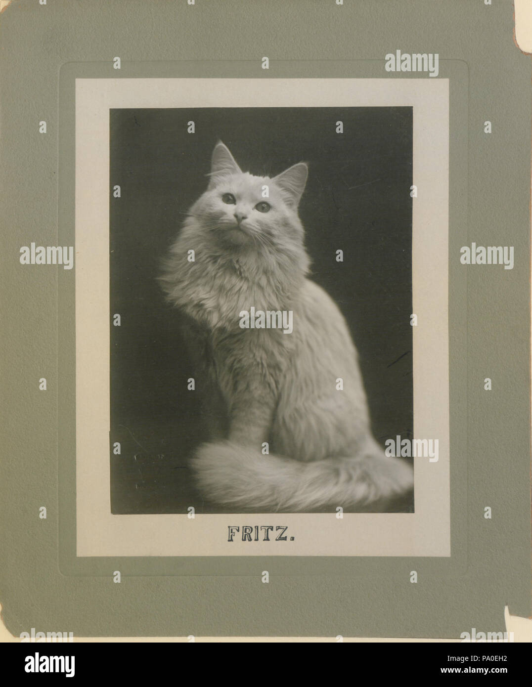 Fritz the cat hi-res stock photography and images - Alamy