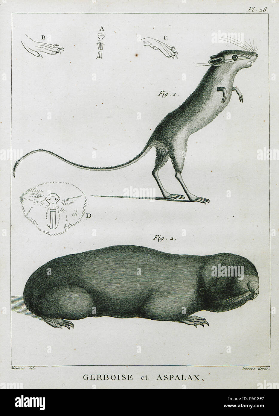 Gerboise hi-res stock photography and images - Alamy