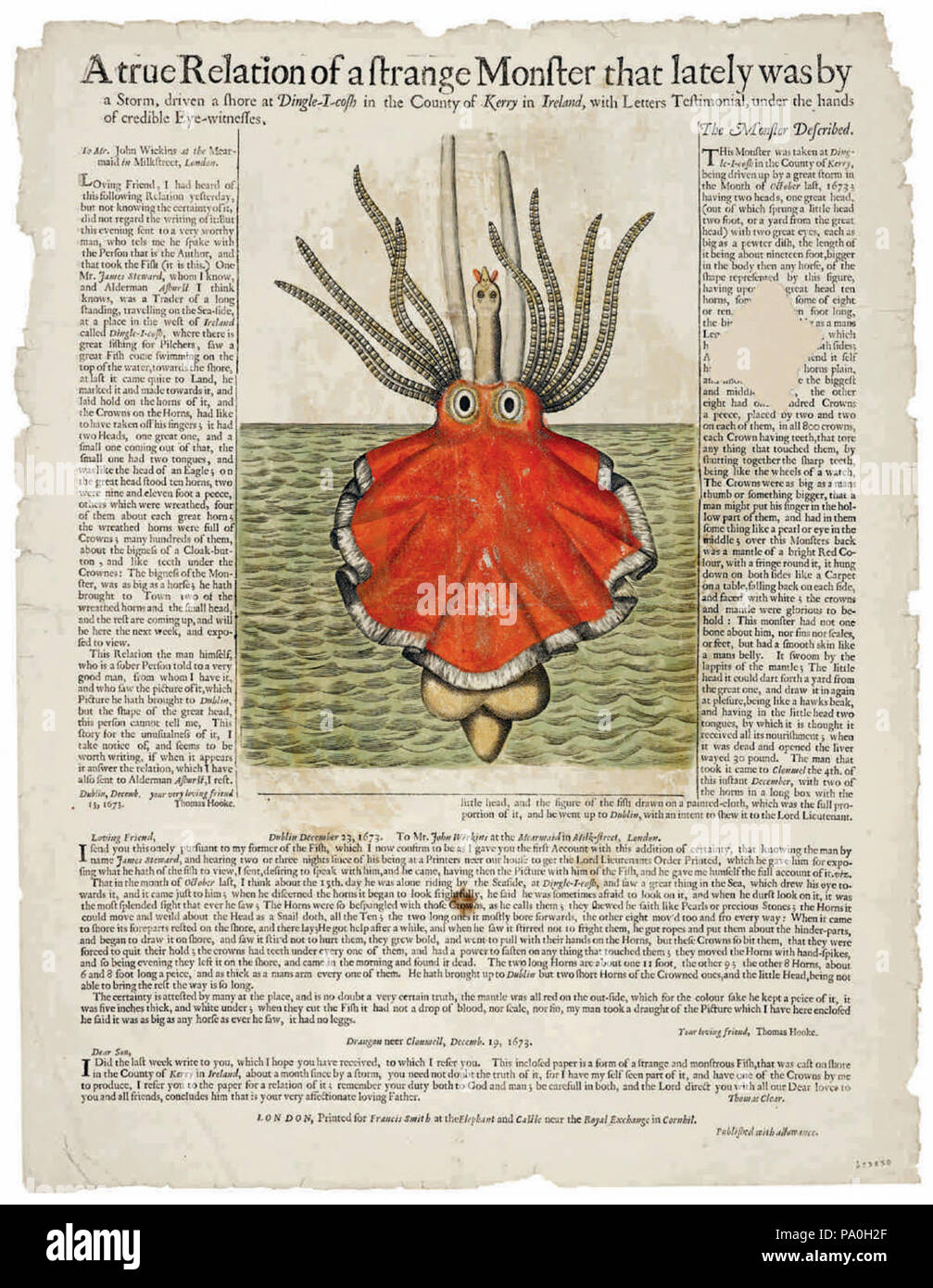 711 Giant squid stranded at Dingle, Ireland, in 1673 Stock Photo - Alamy