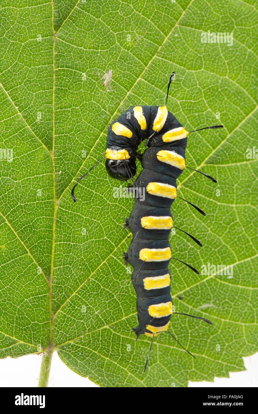Alder moth caterpillar, Acronicta alni, photographed in a studio. Found ...