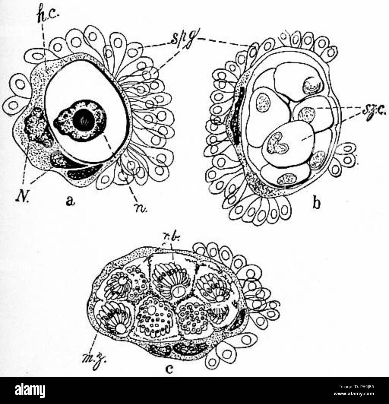601 EB1911 Coccidia, Fig. 3.—LIFE-CYCLE OF COCCIDIUM SCHUBERGI Stock ...