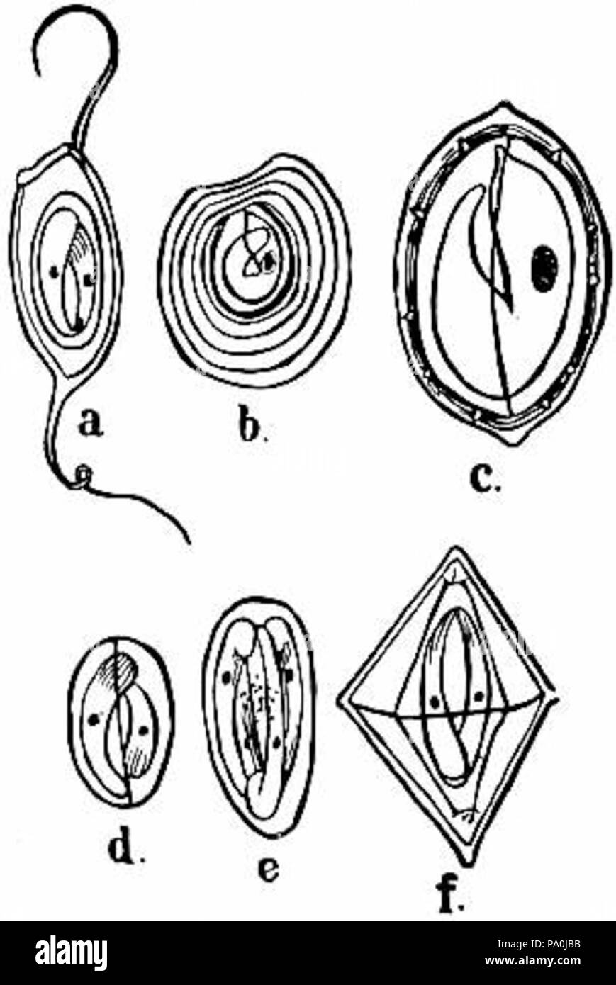 Coccidia hi-res stock photography and images - Alamy