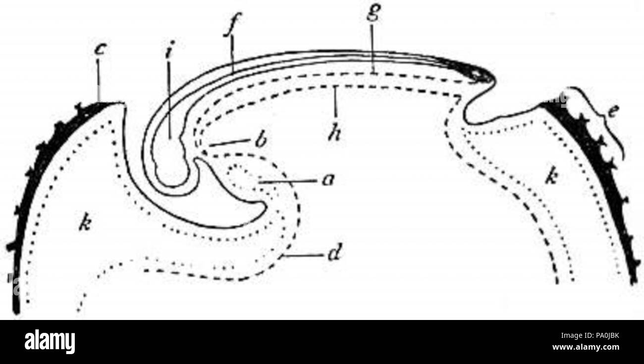 Coelom hi-res stock photography and images - Alamy