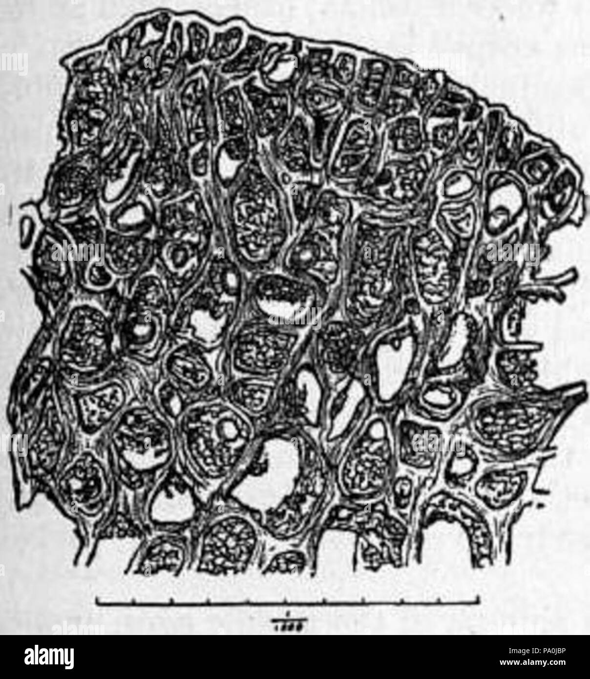 601 EB1911 Coffee Fig. 3.—Microscopic structure of Coffee Stock Photo ...