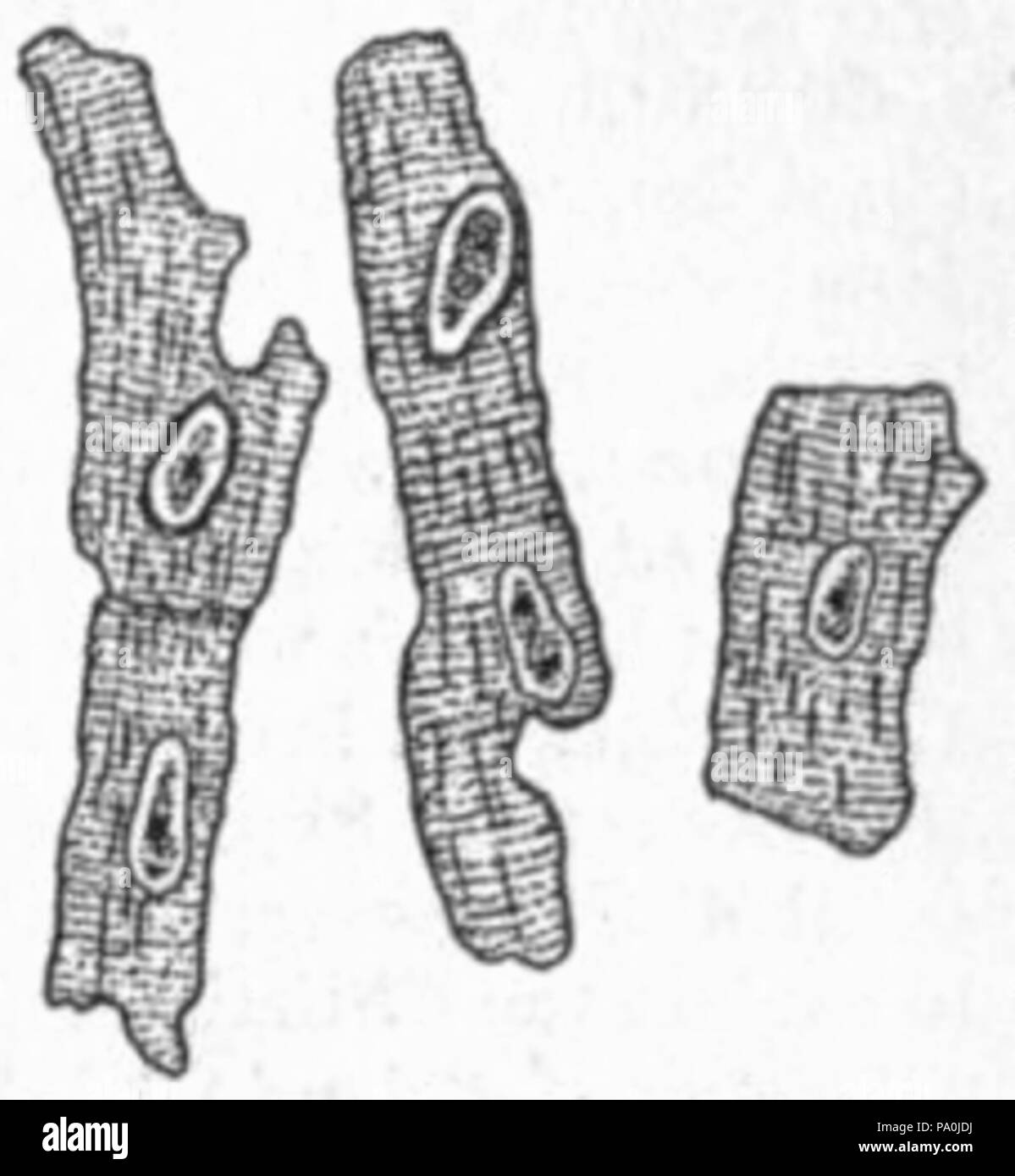 Structural connective tissue Black and White Stock Photos & Images - Alamy