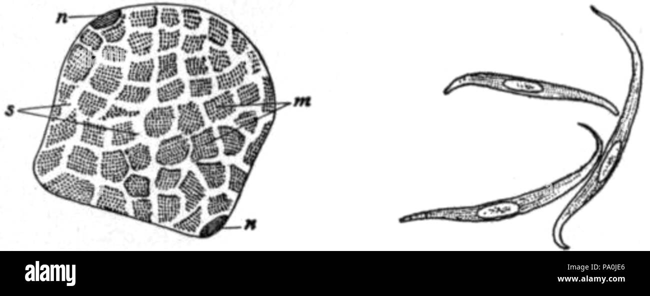 Tissue diagrams Black and White Stock Photos & Images - Alamy