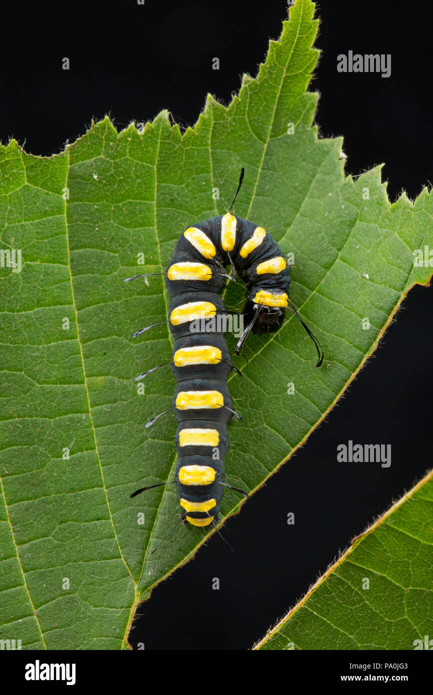 Alder moth caterpillar, Acronicta alni, photographed in a studio. Found ...
