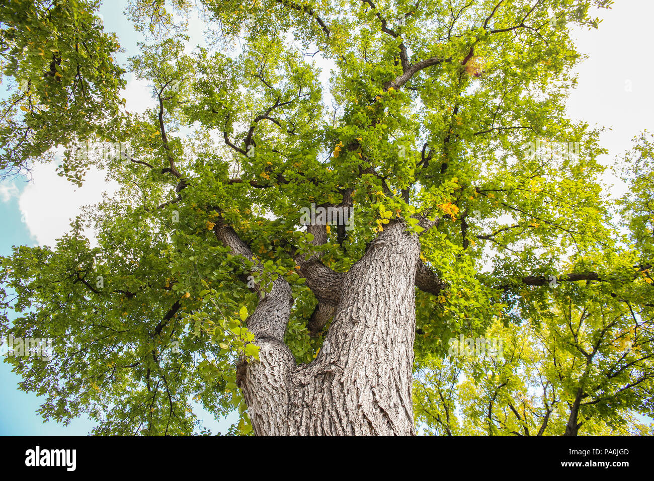 Bottom view of a huge beautiful tree. Environmental background Stock ...