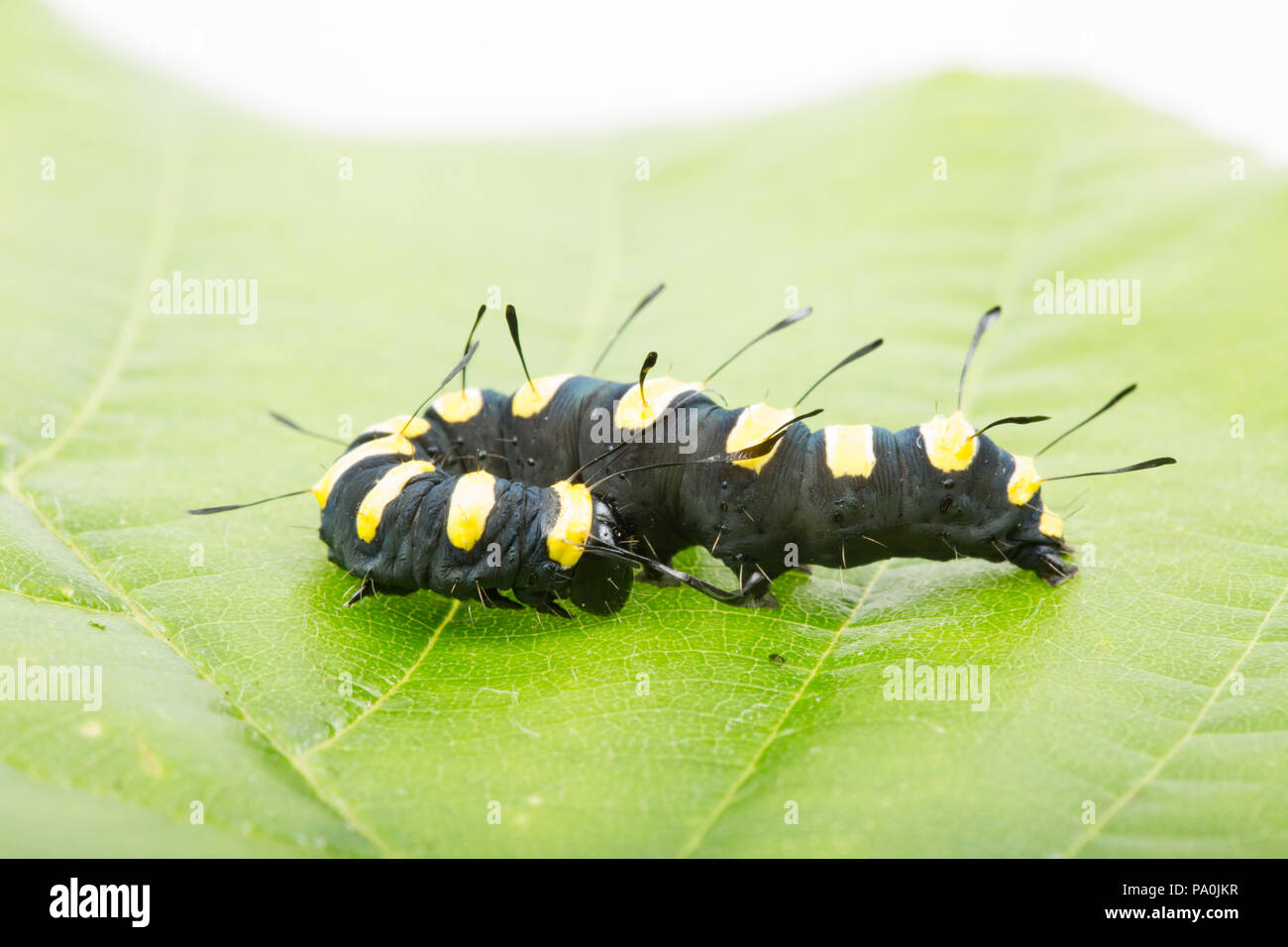 Alder moth caterpillar, Acronicta alni, photographed in a studio. Found ...