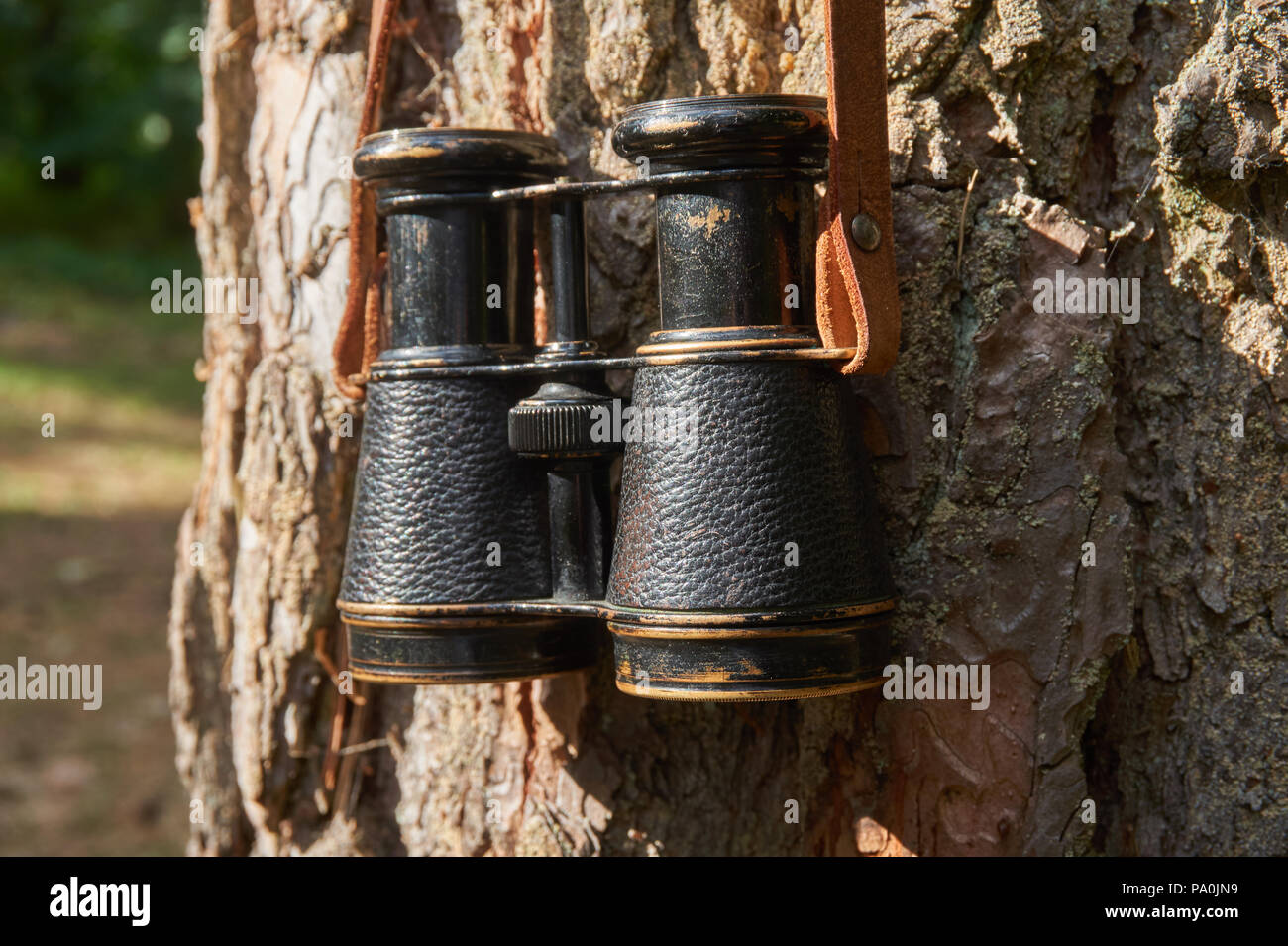 Vintage metal binoculars with a leather strap hanging on a pine trunk ...