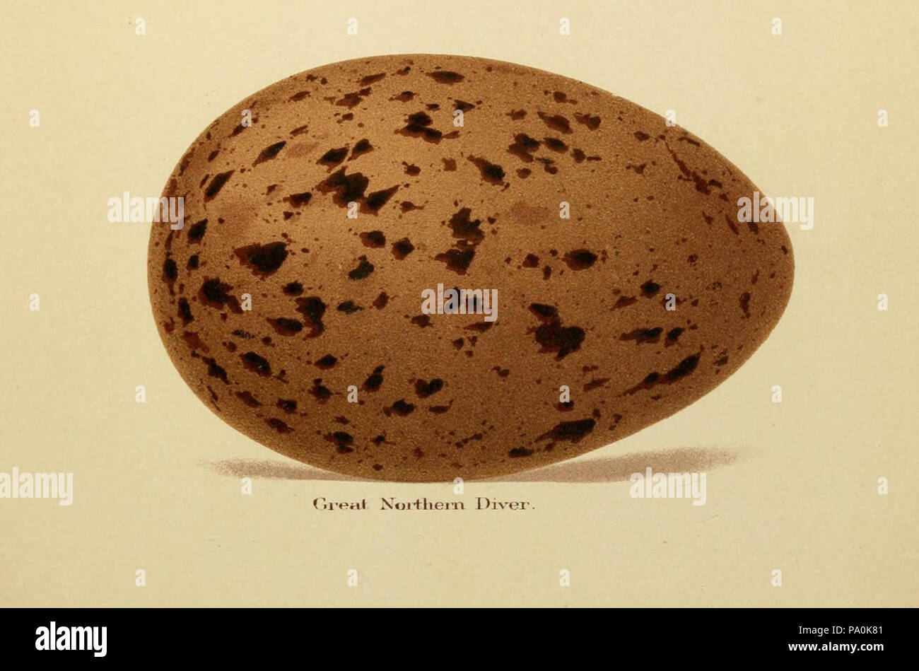 Common loon eggs hi-res stock photography and images - Alamy