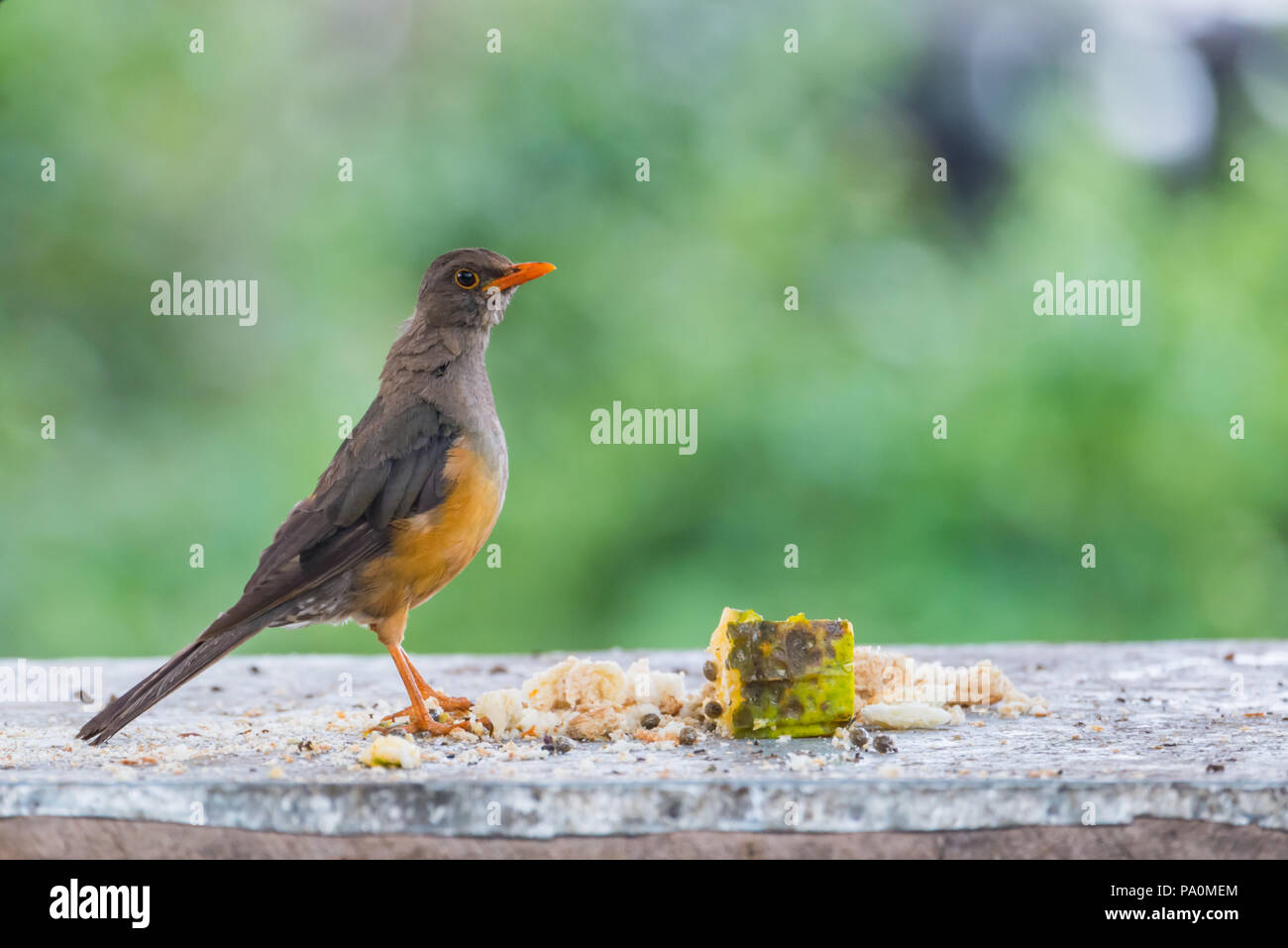 Bird Waiting for Food Stock Photo - Alamy