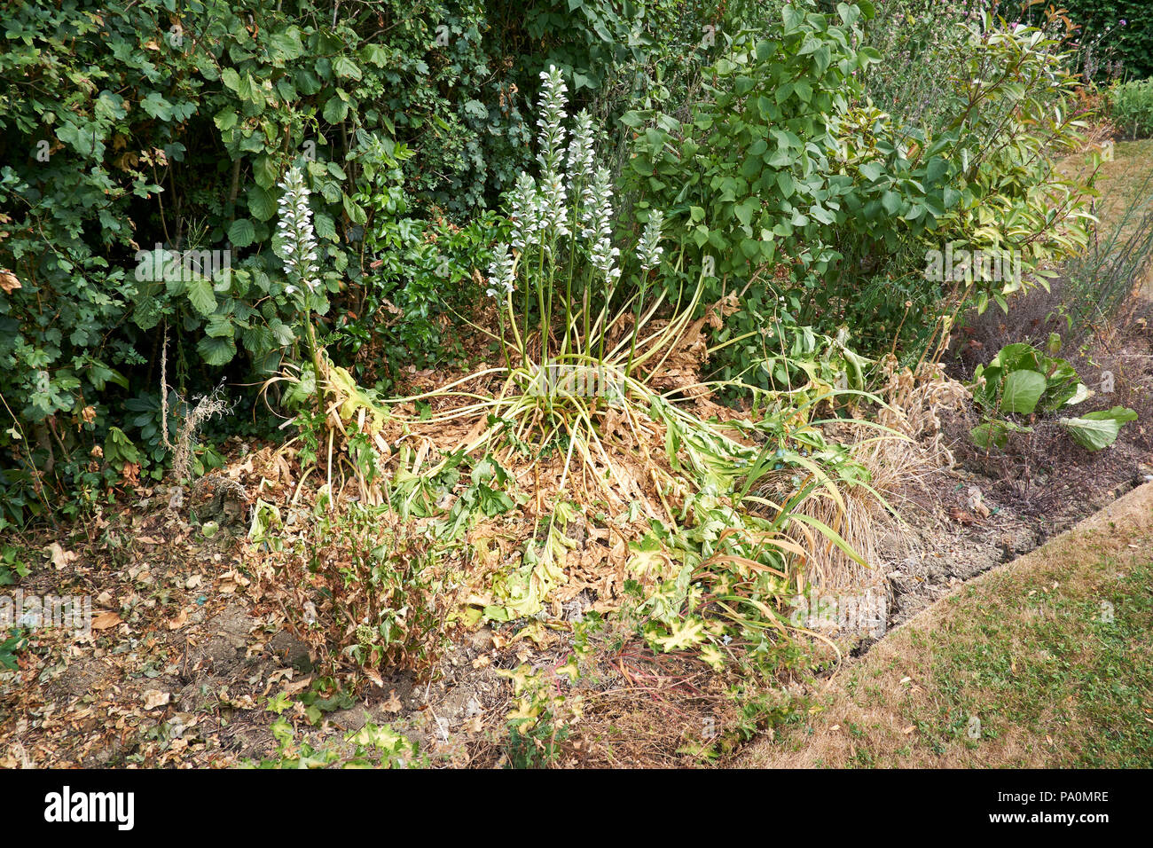 Wilting and parched garden plants in dry flowerbeds, a result of the ...