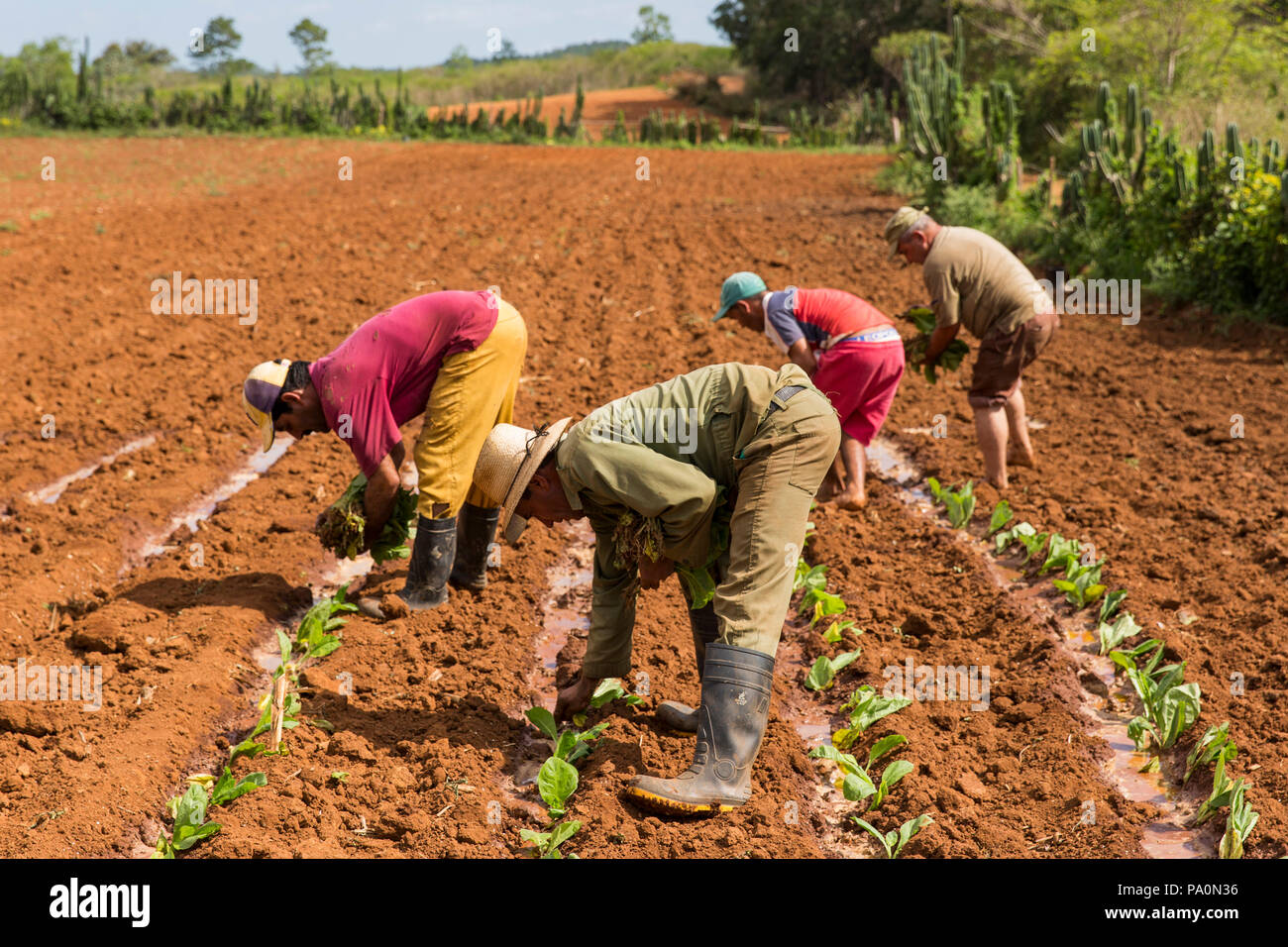 Side view of small group of busy tobacco farmers planting tobacco in ...