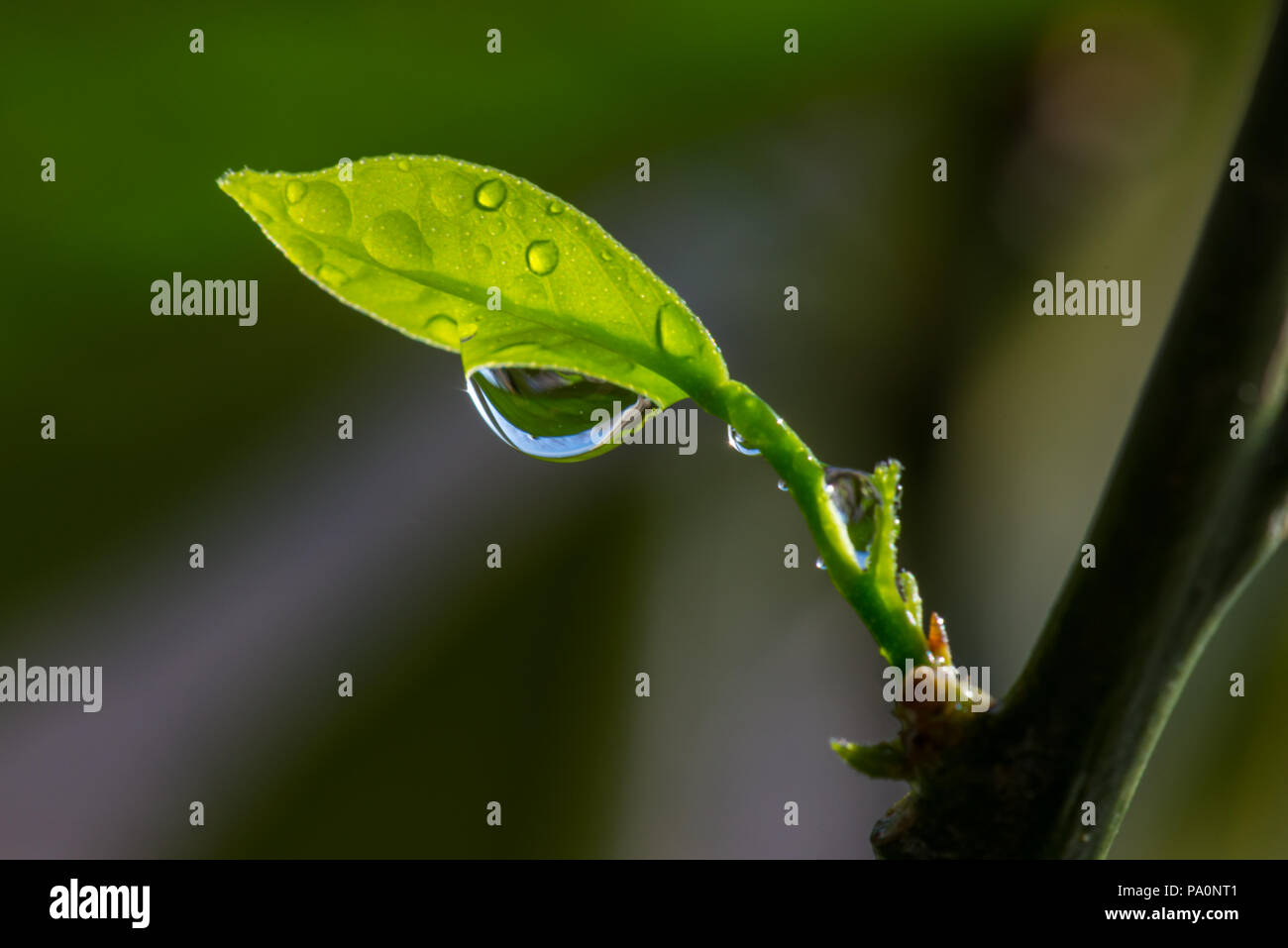Water Drop on a Leaf Stock Photo - Alamy