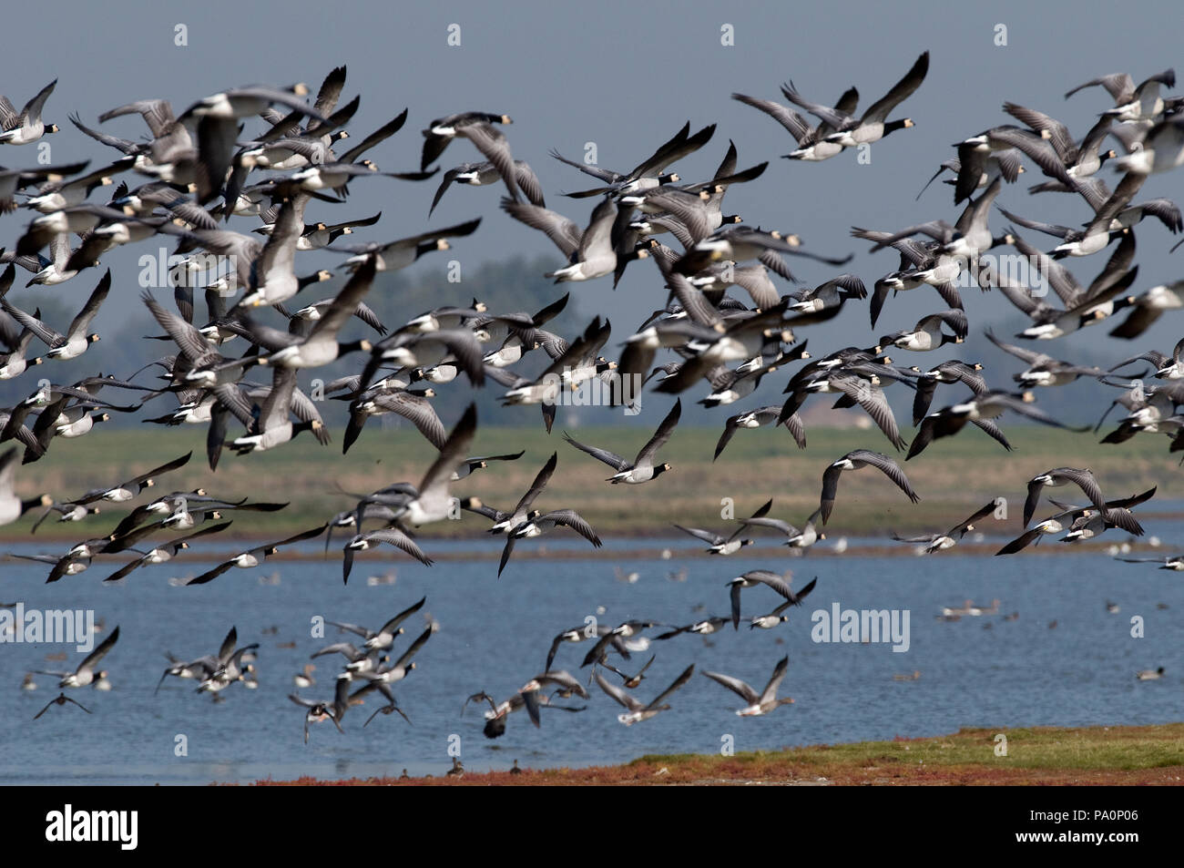Bernache nonnette - vol - migration - Barnacle Goose - flight - Branta ...