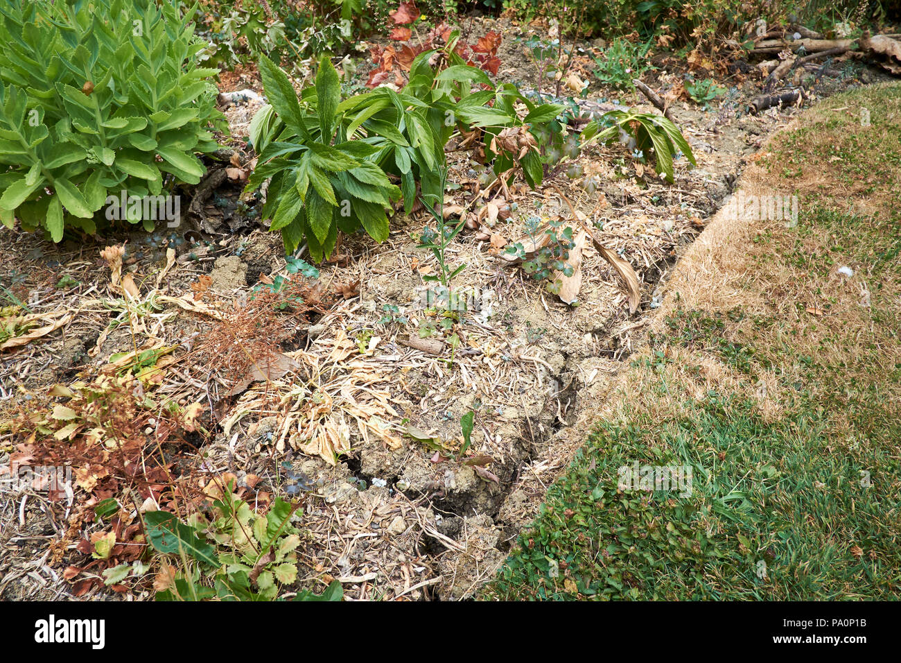 Wilting plants hi-res stock photography and images - Alamy