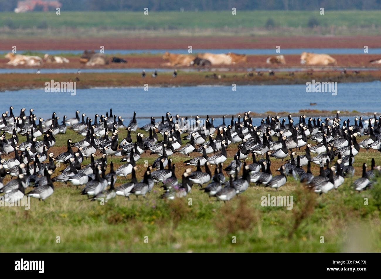Bernache nonnette - migration - Barnacle Goose - Branta leucopsis Stock ...