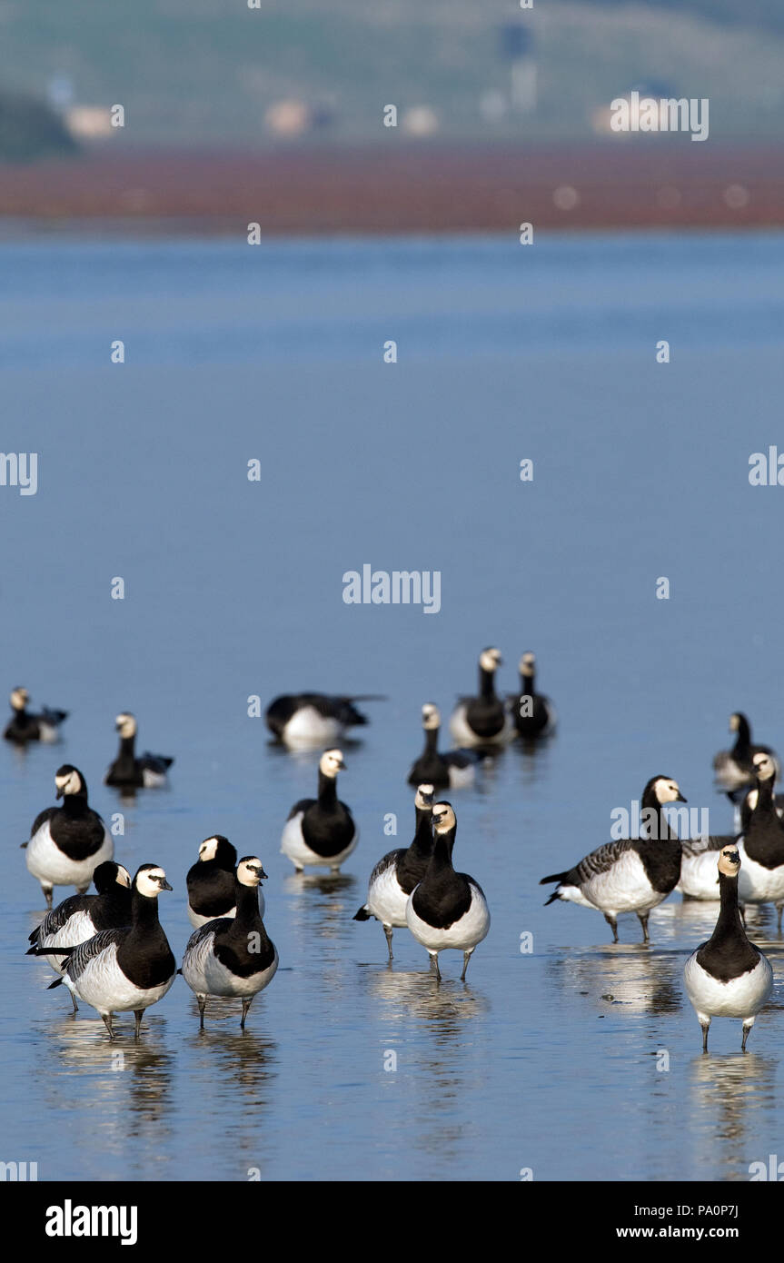 Bernache nonnette - migration - Barnacle Goose - Branta leucopsis Stock ...