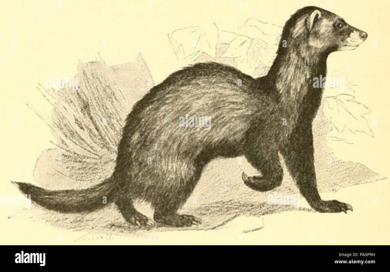 Polecat family hi-res stock photography and images - Alamy